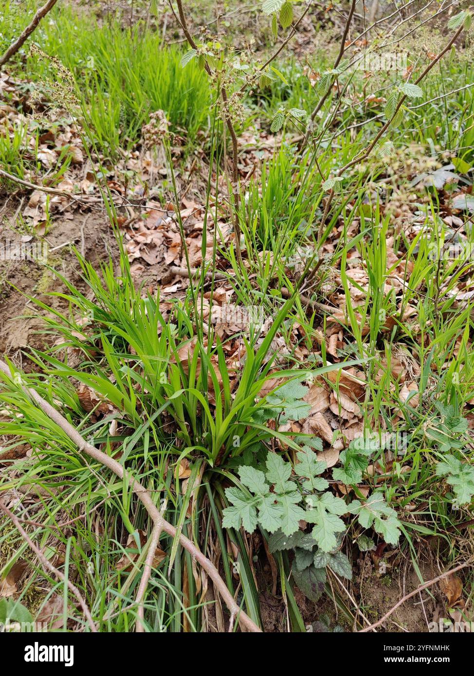 Great Woodrush (Luzula sylvatica Stock Photo - Alamy