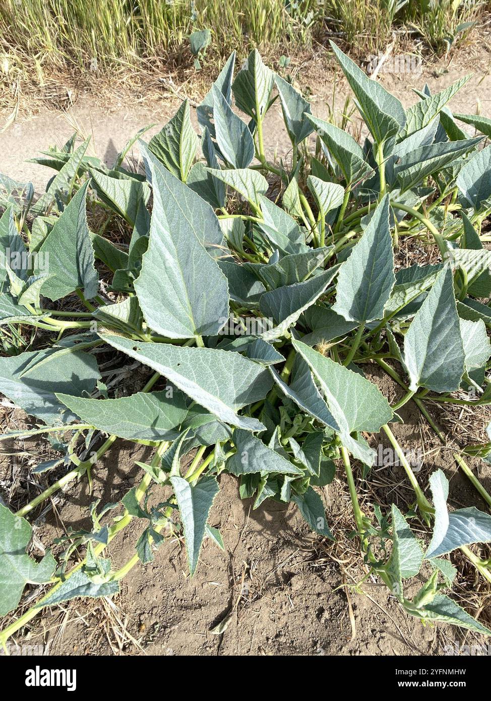 Buffalo Gourd (Cucurbita foetidissima Stock Photo - Alamy