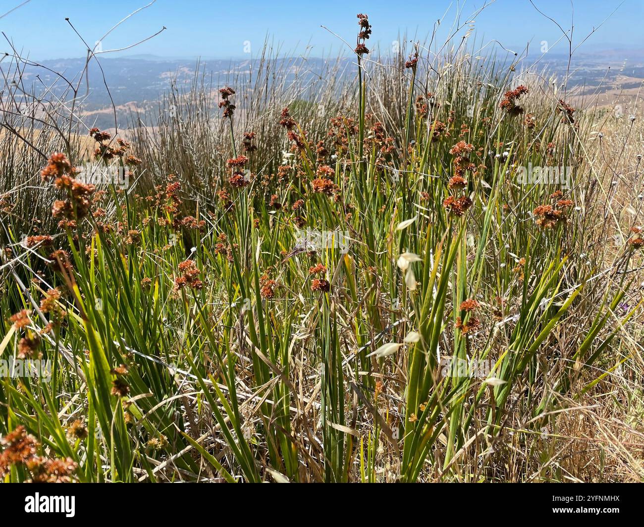 Juncus xiphioides hi-res stock photography and images - Alamy