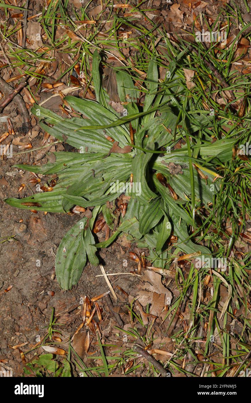ribwort plantain (Plantago lanceolata Stock Photo - Alamy