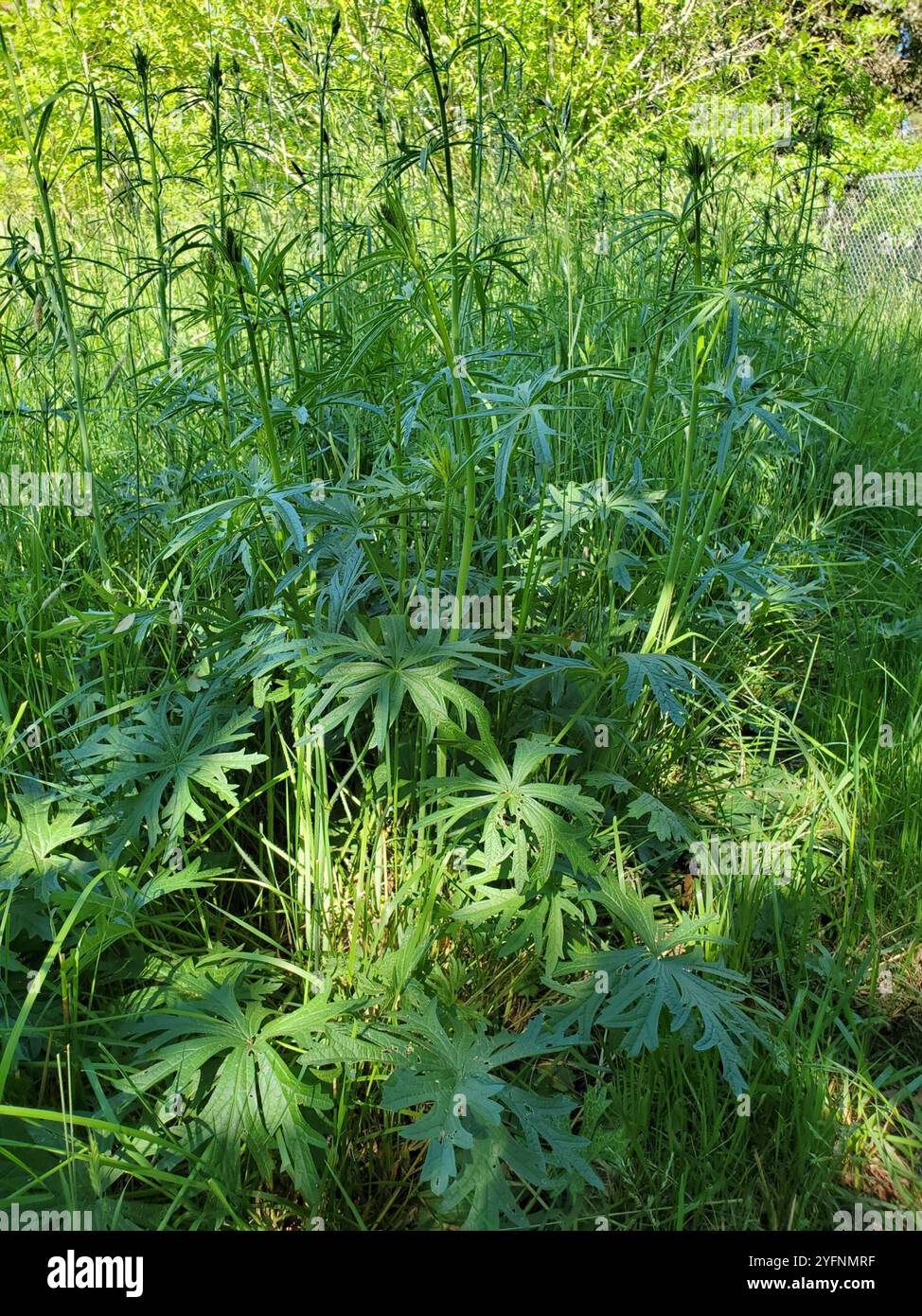 Meadow checker mallow hi-res stock photography and images - Alamy