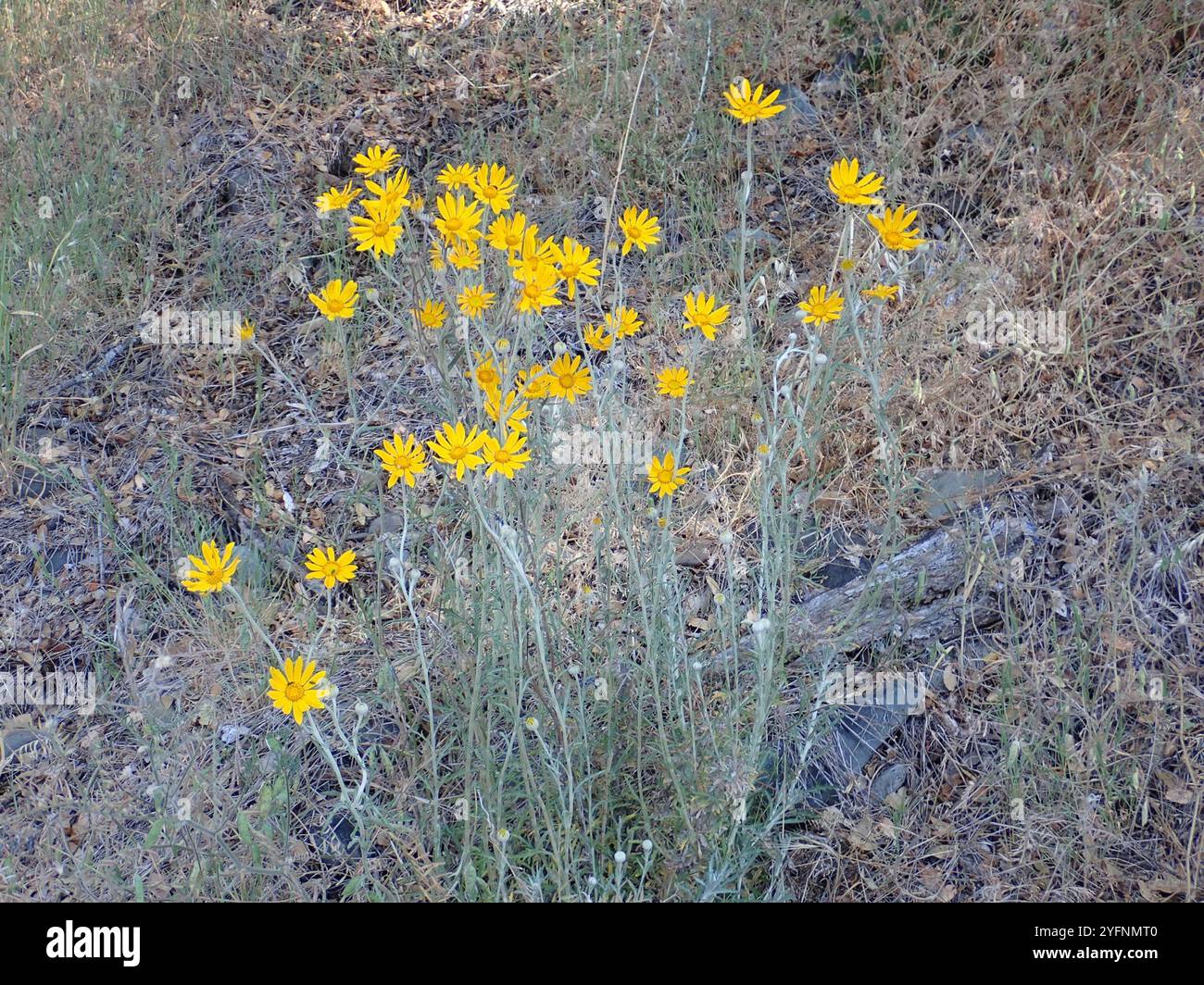 common woolly sunflower (Eriophyllum lanatum Stock Photo - Alamy