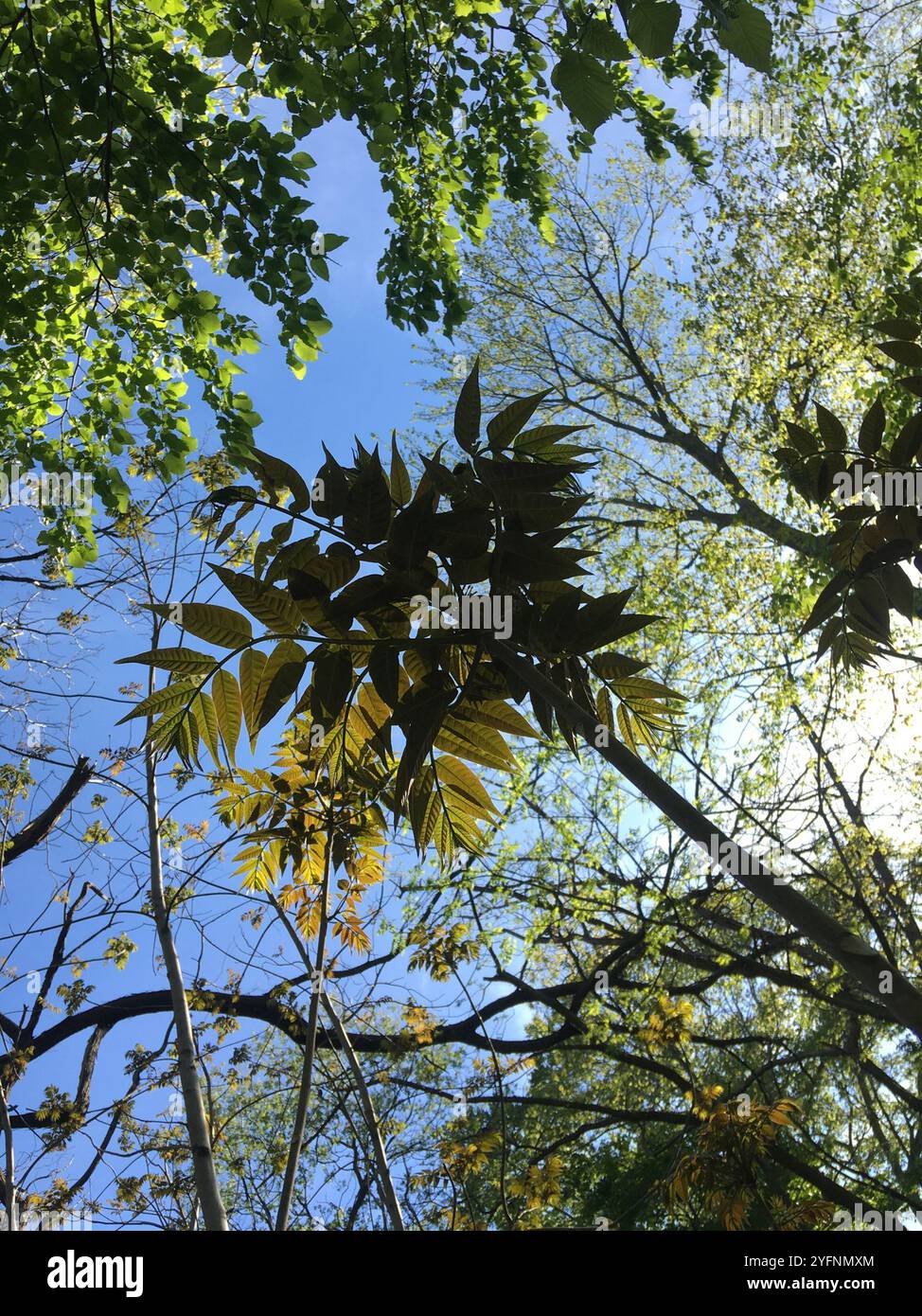Tun tree (Toona sinensis Stock Photo - Alamy