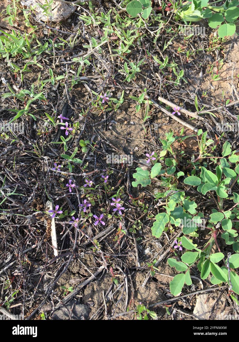 Chorispora tenella hi-res stock photography and images - Alamy