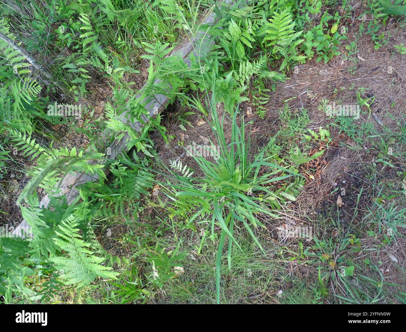 Vasey Grass (Paspalum urvillei Stock Photo - Alamy