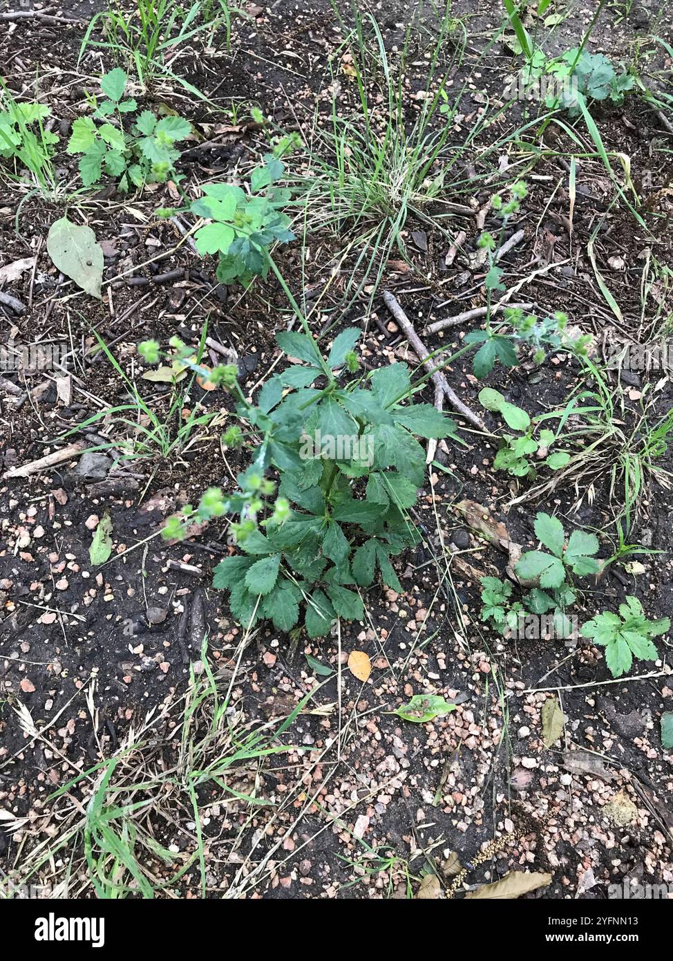 Black Snakeroot (Sanicula canadensis Stock Photo - Alamy