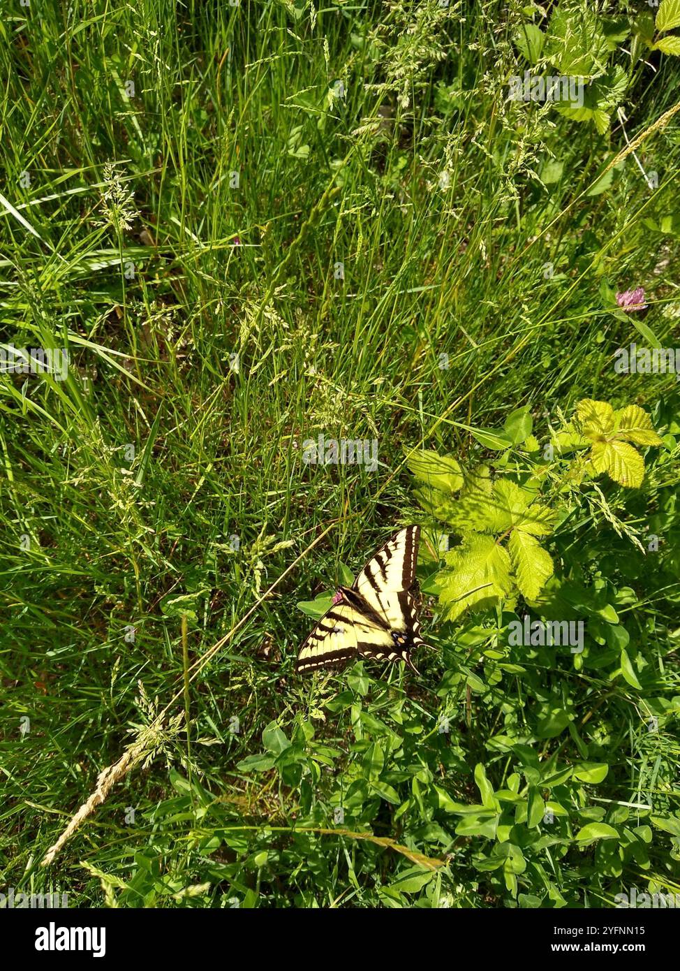Western Tiger Swallowtail (Papilio rutulus Stock Photo - Alamy