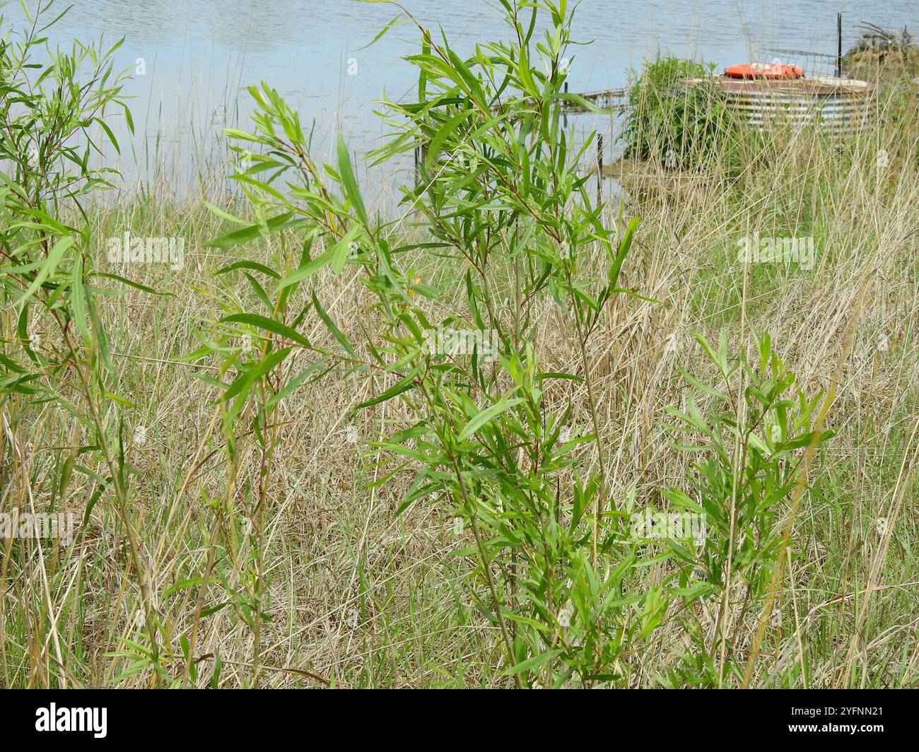 interior sandbar willow (Salix interior Stock Photo - Alamy