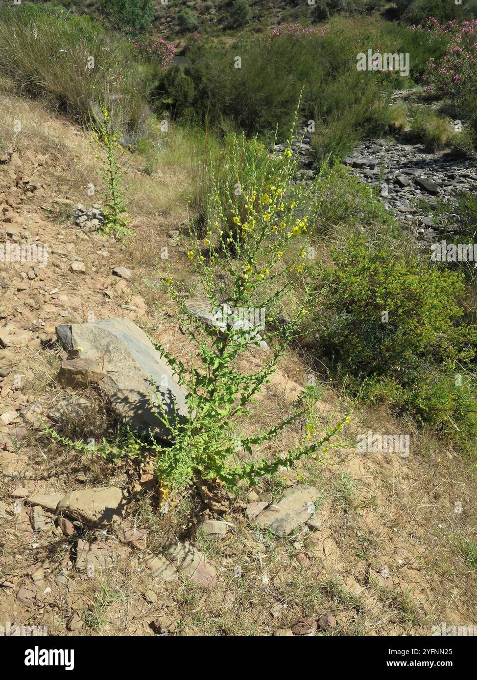 Mullein verbascum sinuatum hi-res stock photography and images - Alamy