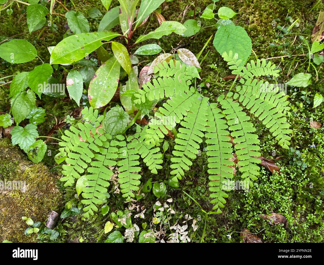 northern maidenhair fern (Adiantum pedatum Stock Photo - Alamy