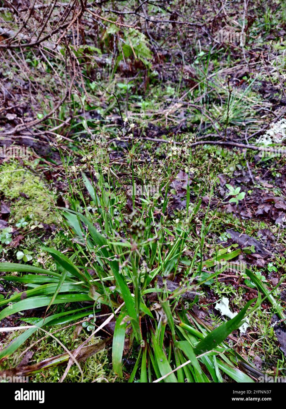 Hairy Woodrush (Luzula pilosa Stock Photo - Alamy