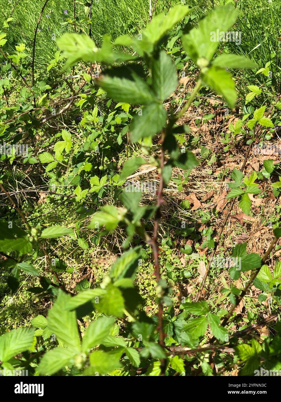 black raspberry (Rubus occidentalis Stock Photo - Alamy