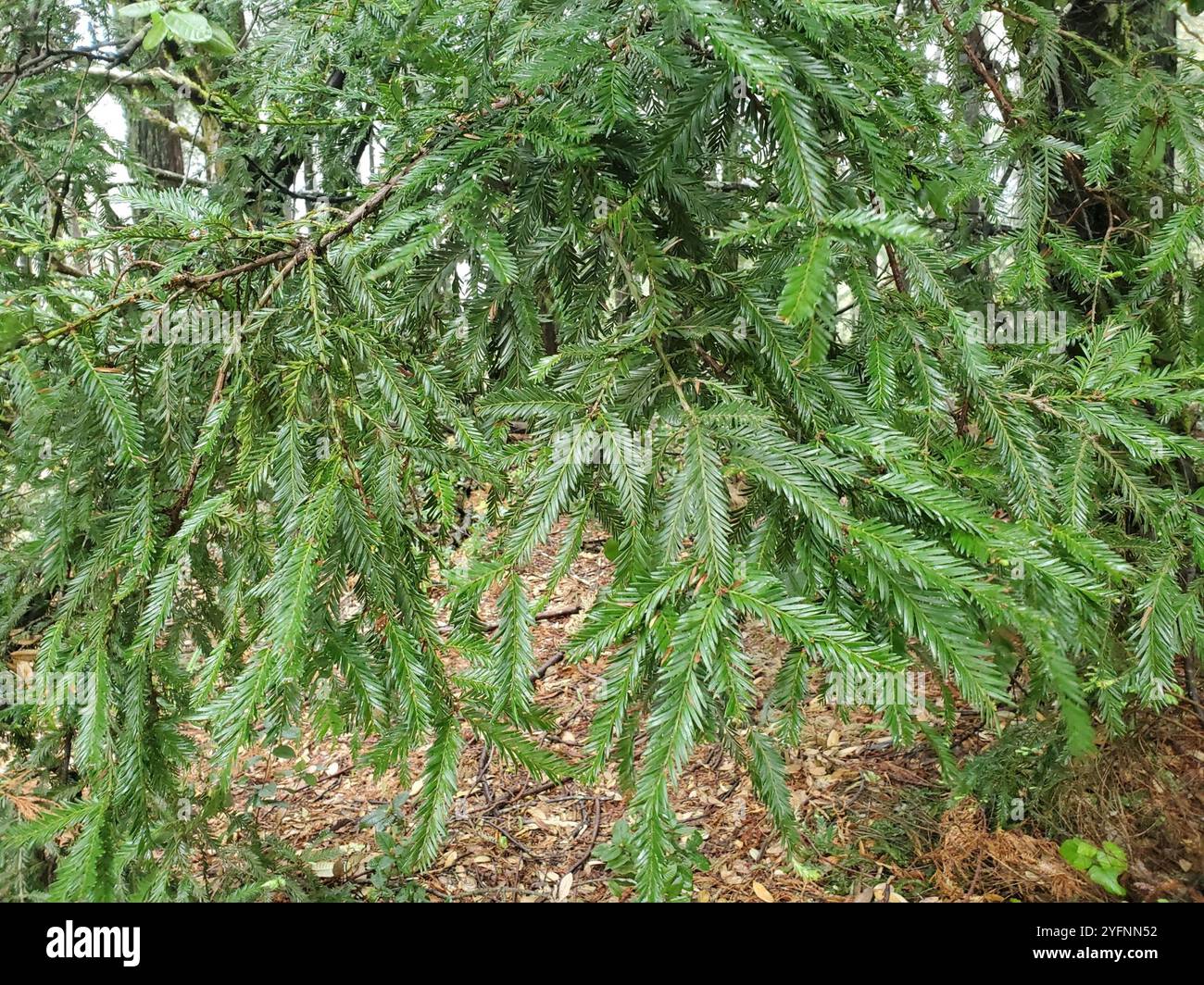 coast redwood (Sequoia sempervirens Stock Photo - Alamy