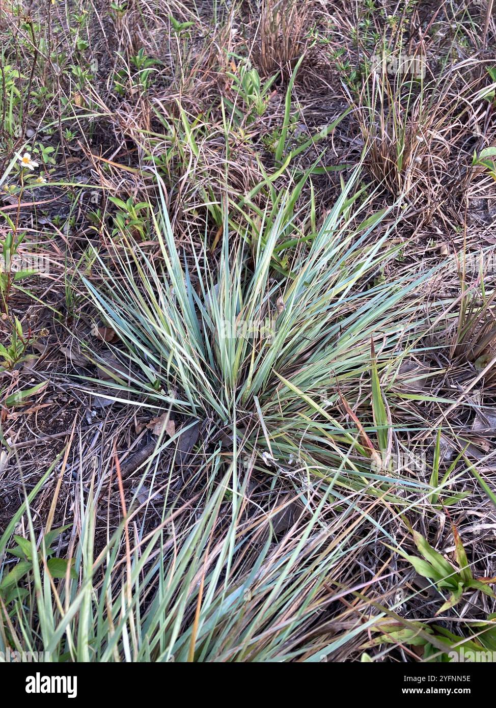 Elliott's lovegrass (Eragrostis elliottii Stock Photo - Alamy