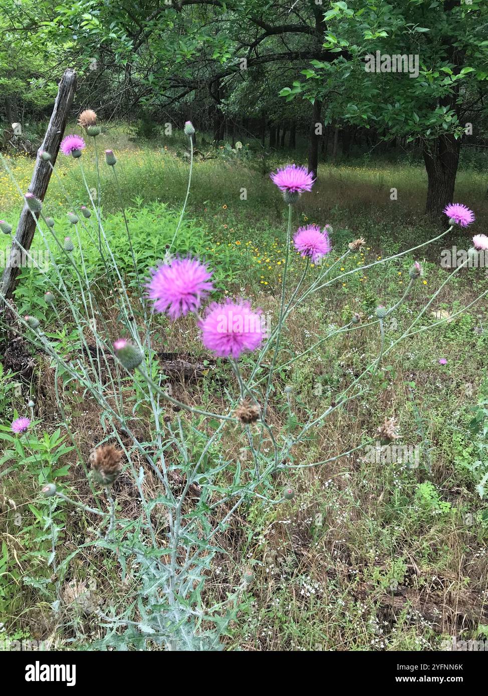 Texas Thistle (Cirsium texanum Stock Photo - Alamy