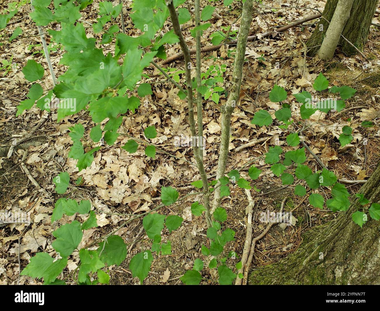 Crataegus viridis hi-res stock photography and images - Alamy