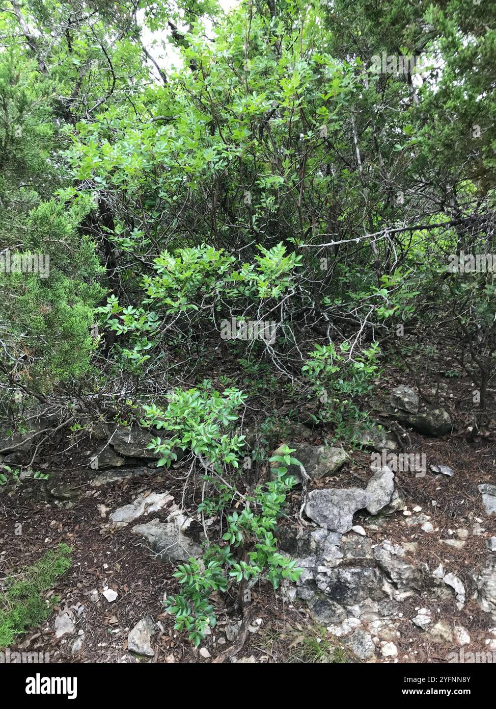 evergreen sumac (Rhus virens Stock Photo - Alamy