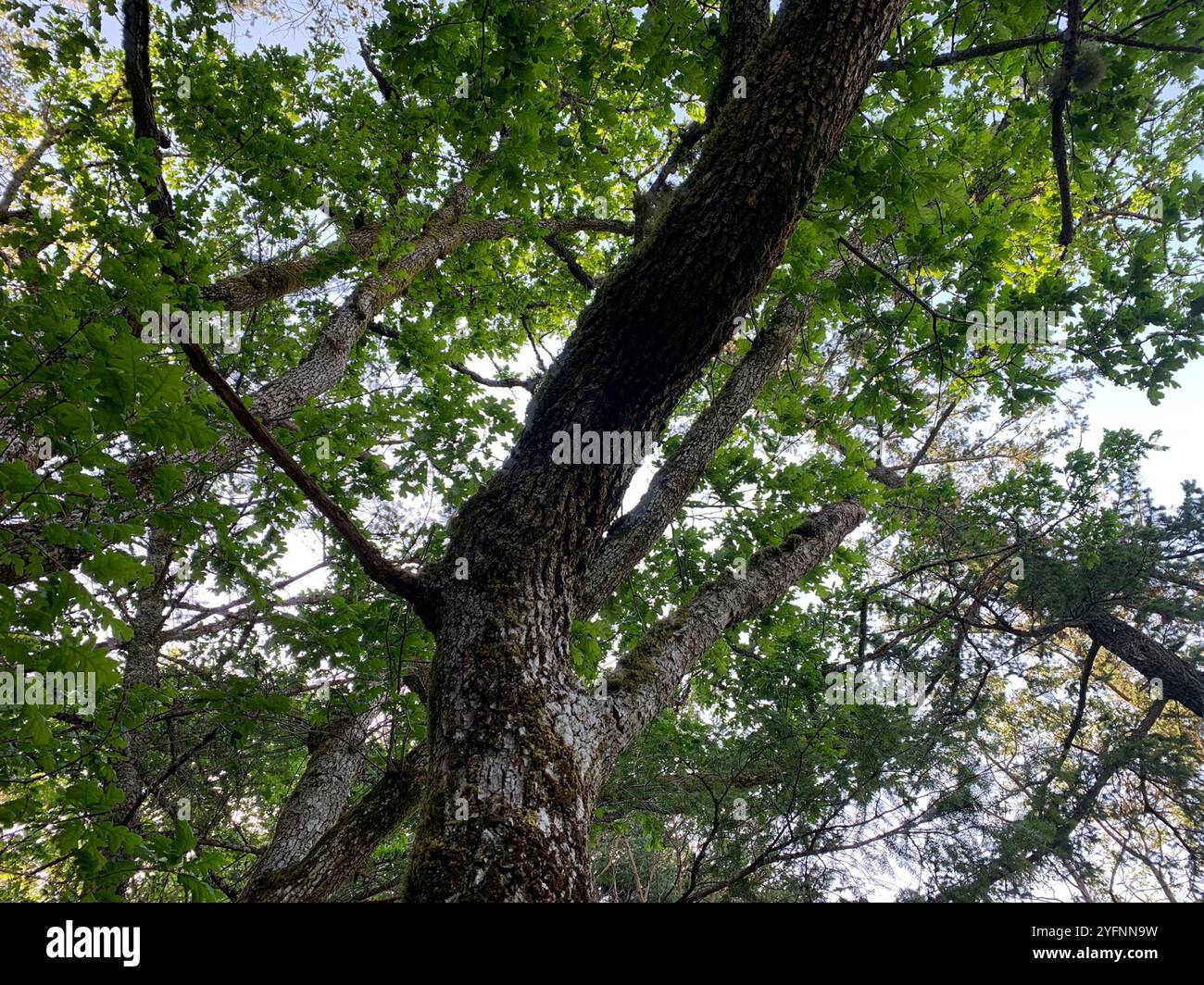 Oregon white oak (Quercus garryana garryana Stock Photo - Alamy