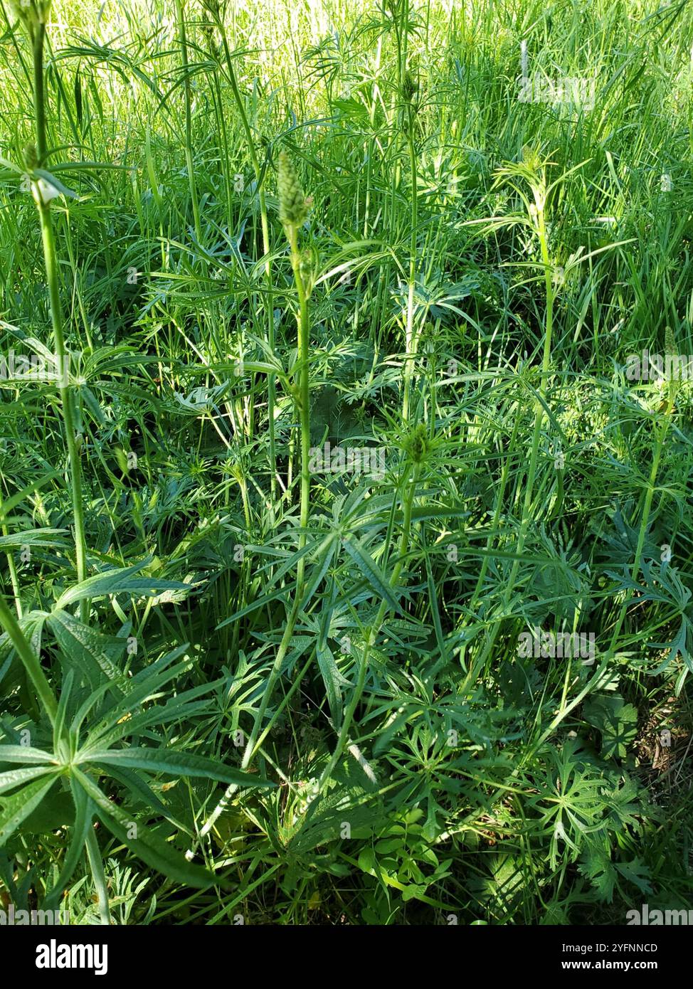 Meadow checker mallow hi-res stock photography and images - Alamy