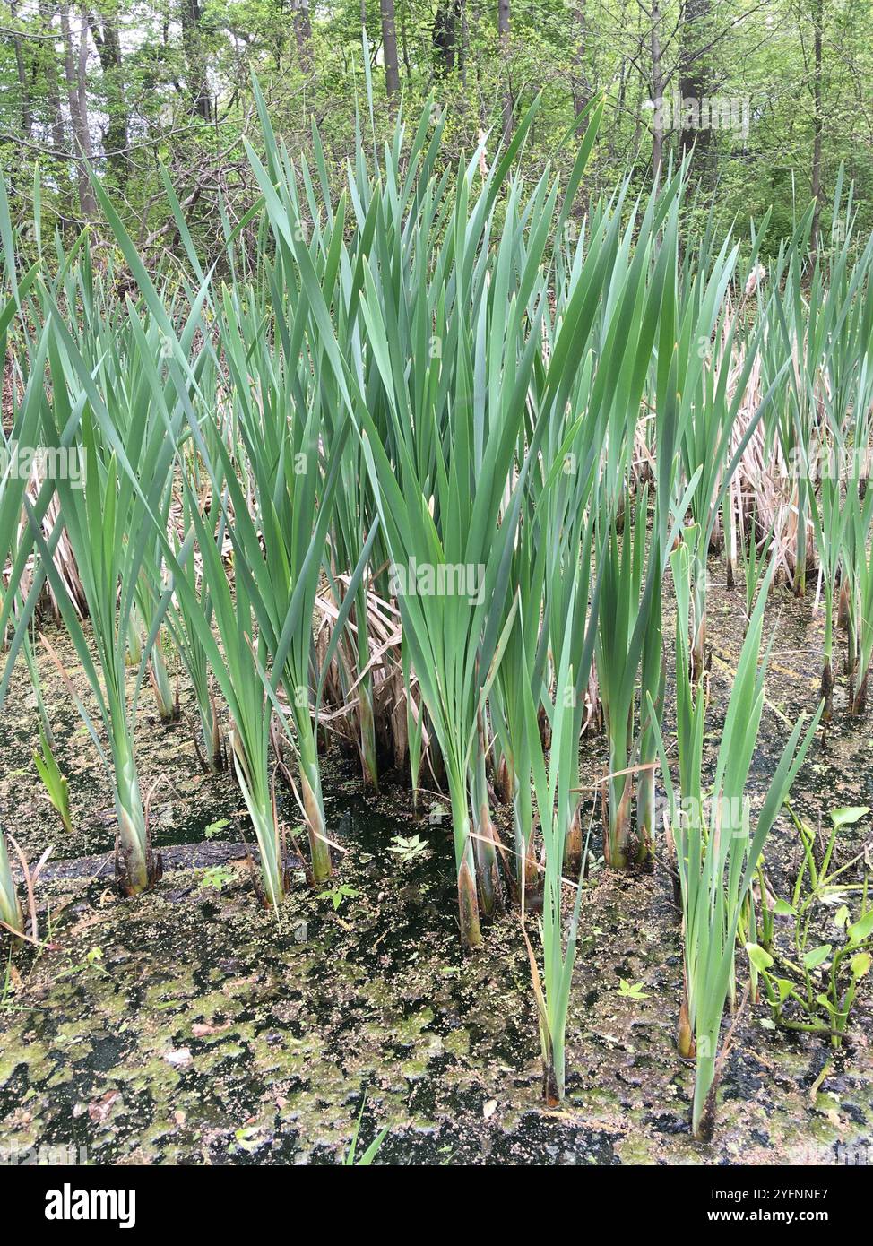 broadleaf cattail (Typha latifolia Stock Photo - Alamy