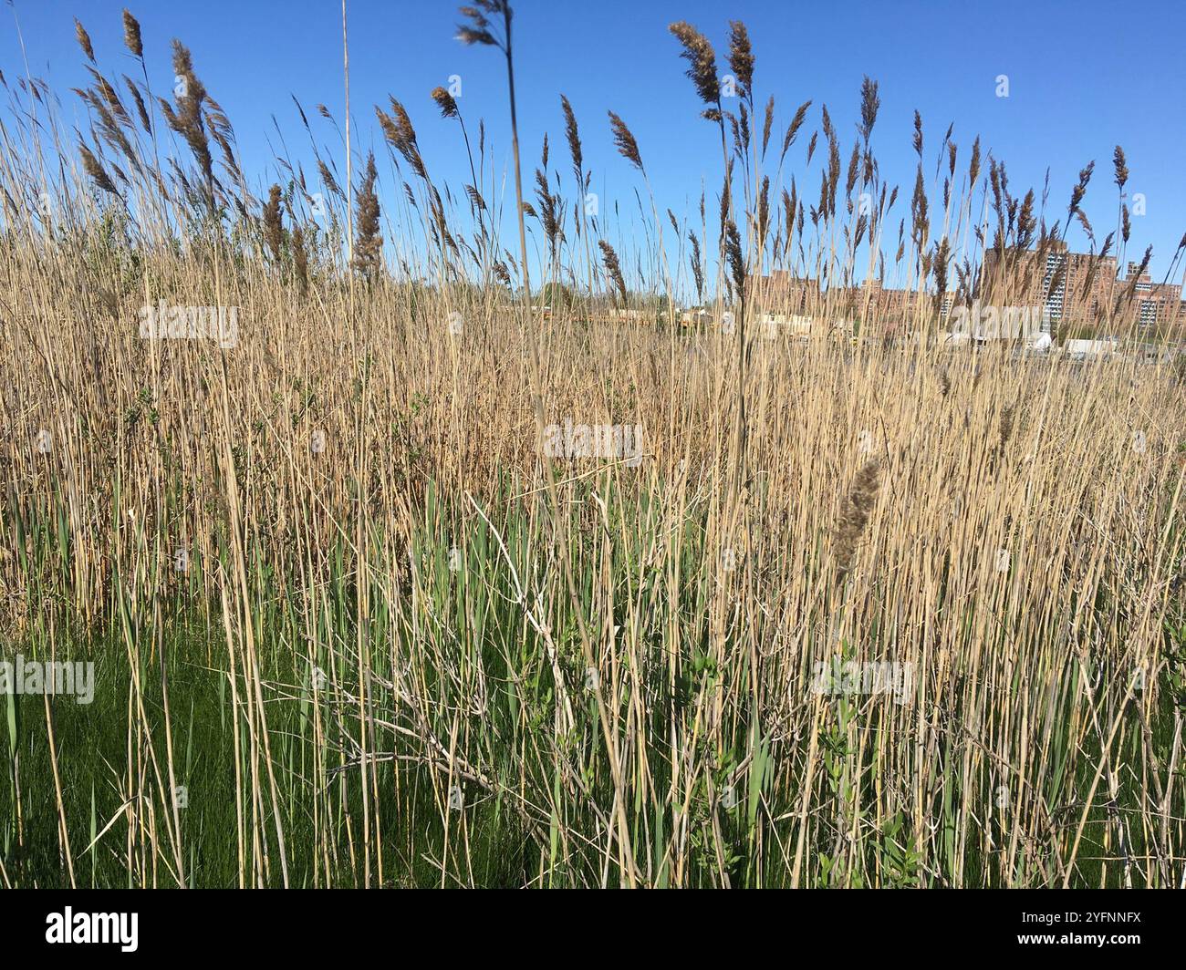 European reed (Phragmites australis australis Stock Photo - Alamy
