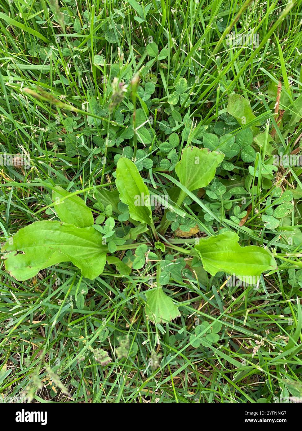 American plantain (Plantago rugelii Stock Photo - Alamy