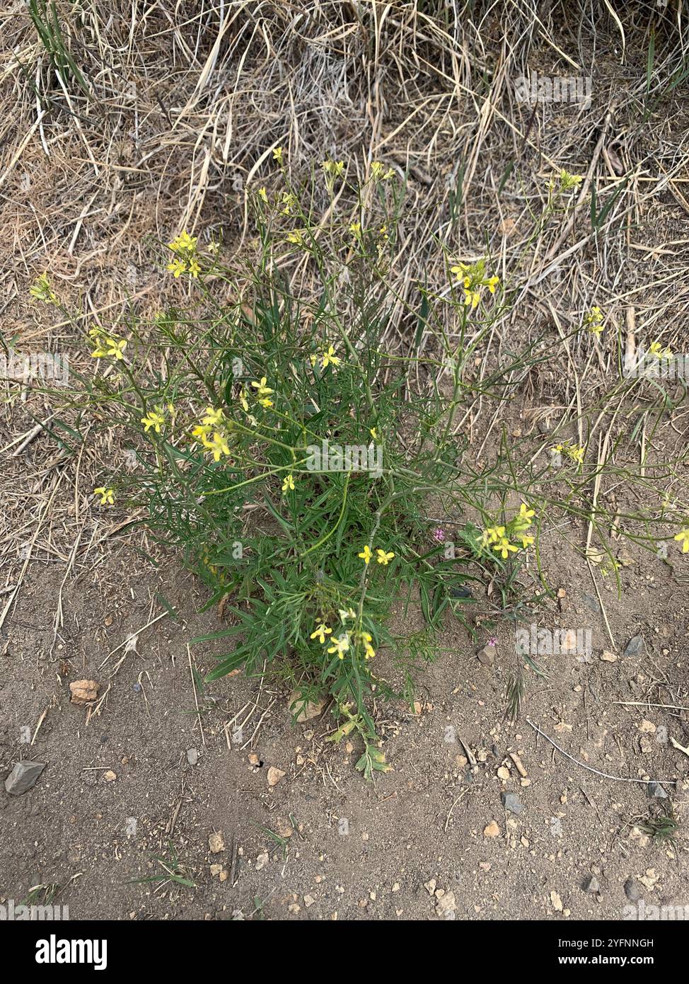 Tall Tumblemustard (Sisymbrium altissimum Stock Photo - Alamy