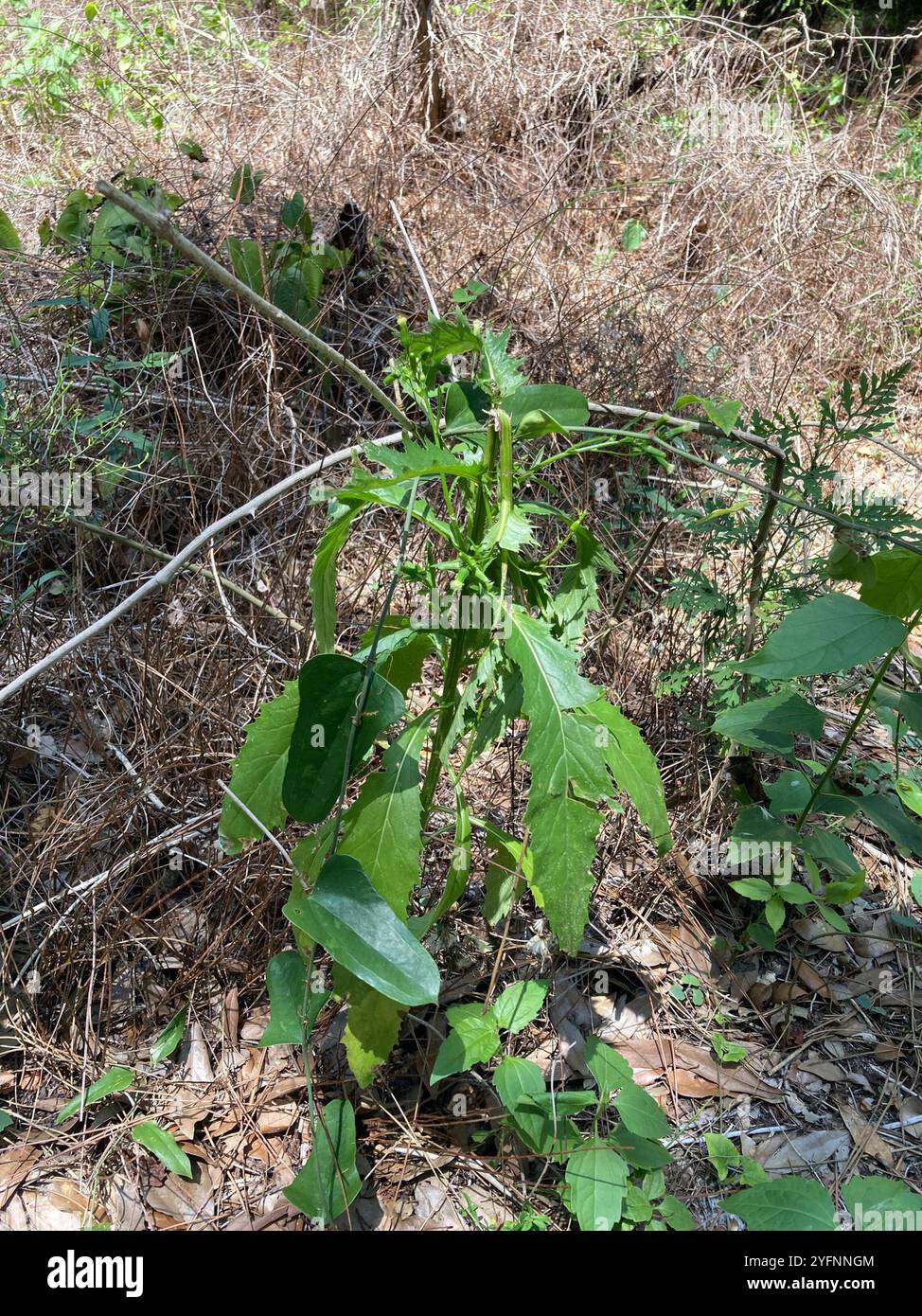 American burnweed (Erechtites hieraciifolius Stock Photo - Alamy