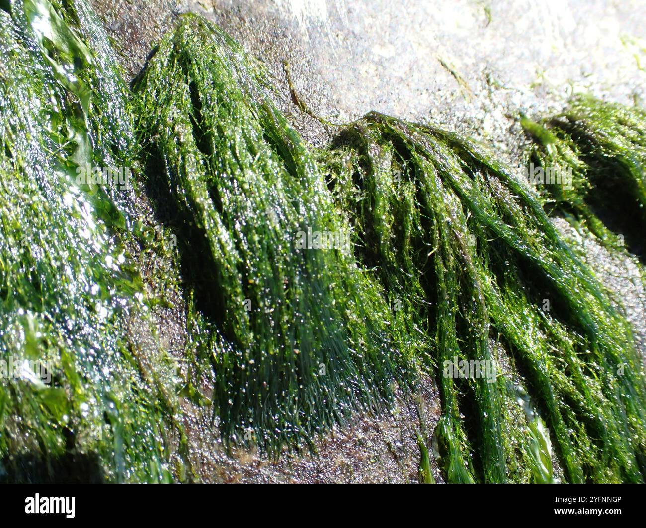 Acrosiphonia hi-res stock photography and images - Alamy