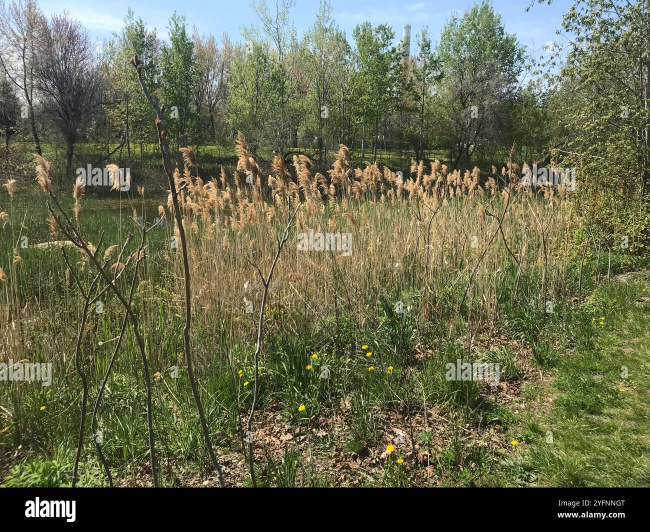 European reed (Phragmites australis australis Stock Photo - Alamy