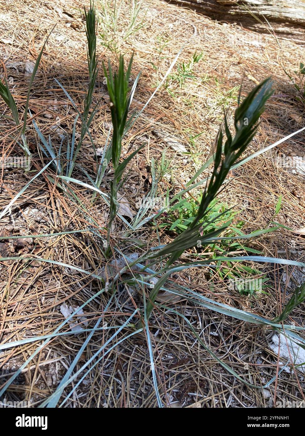 Narrowleaf silkgrass hi-res stock photography and images - Alamy