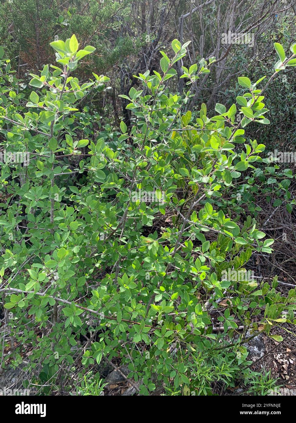 Stretchberry (Forestiera pubescens Stock Photo - Alamy