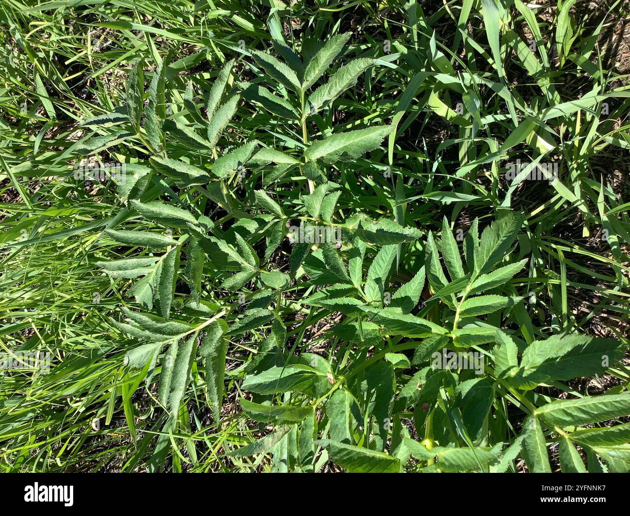 purple-stemmed angelica (Angelica atropurpurea Stock Photo - Alamy