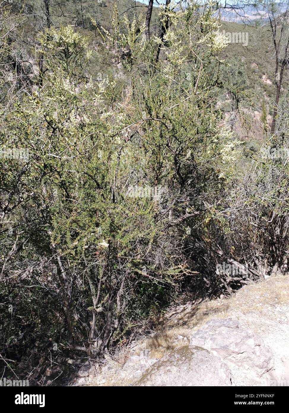 chamise (Adenostoma fasciculatum Stock Photo - Alamy