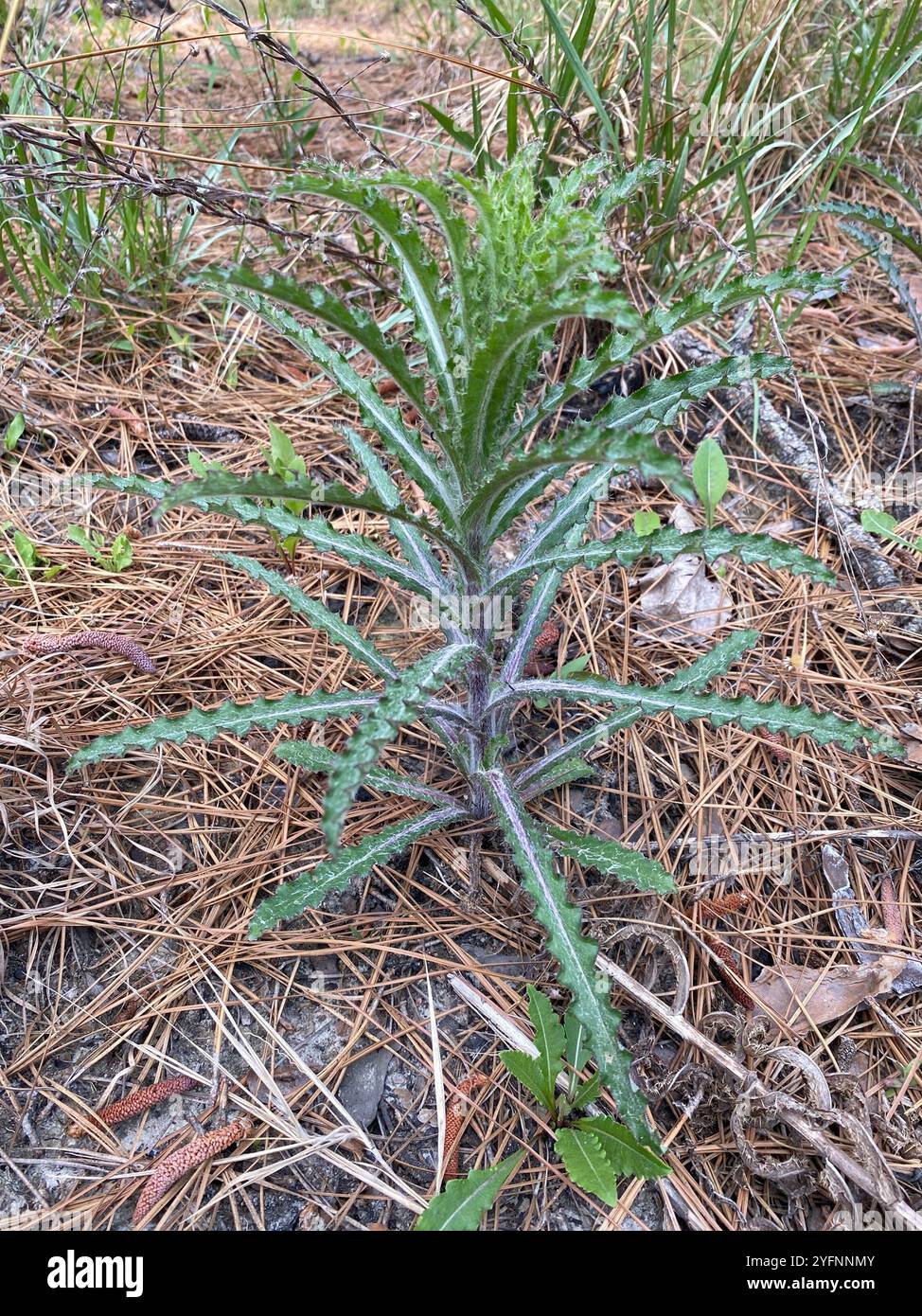 sandhill thistle (Cirsium repandum Stock Photo - Alamy