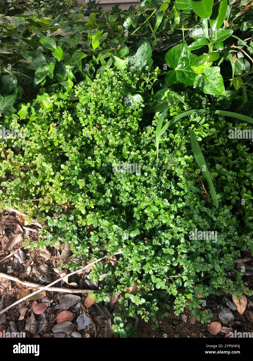 four-leaved allseed (Polycarpon tetraphyllum tetraphyllum Stock Photo - Alamy