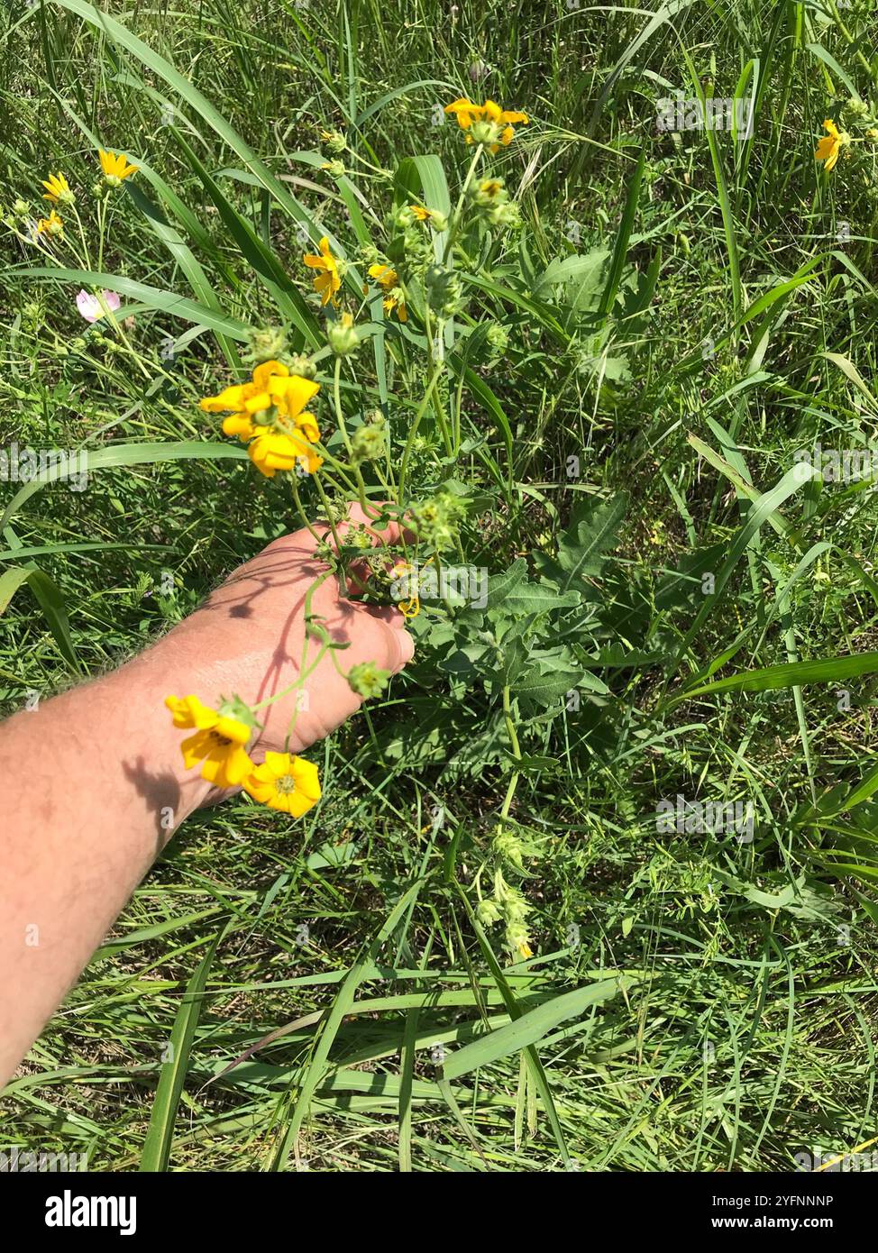 Engelmann daisy hi-res stock photography and images - Alamy