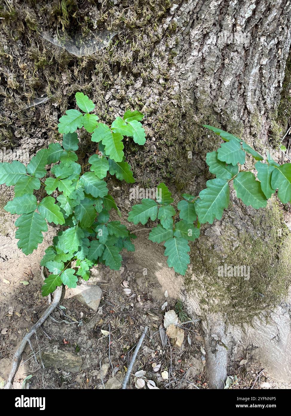 Pacific poison oak (Toxicodendron diversilobum Stock Photo - Alamy