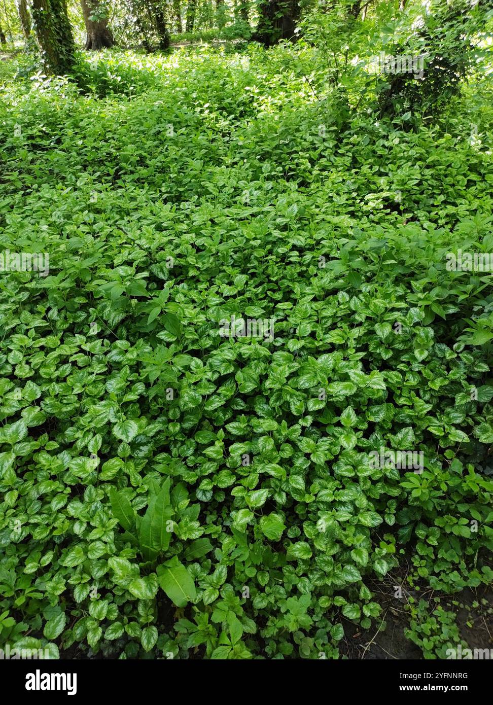 yellow archangel (Lamium galeobdolon Stock Photo - Alamy