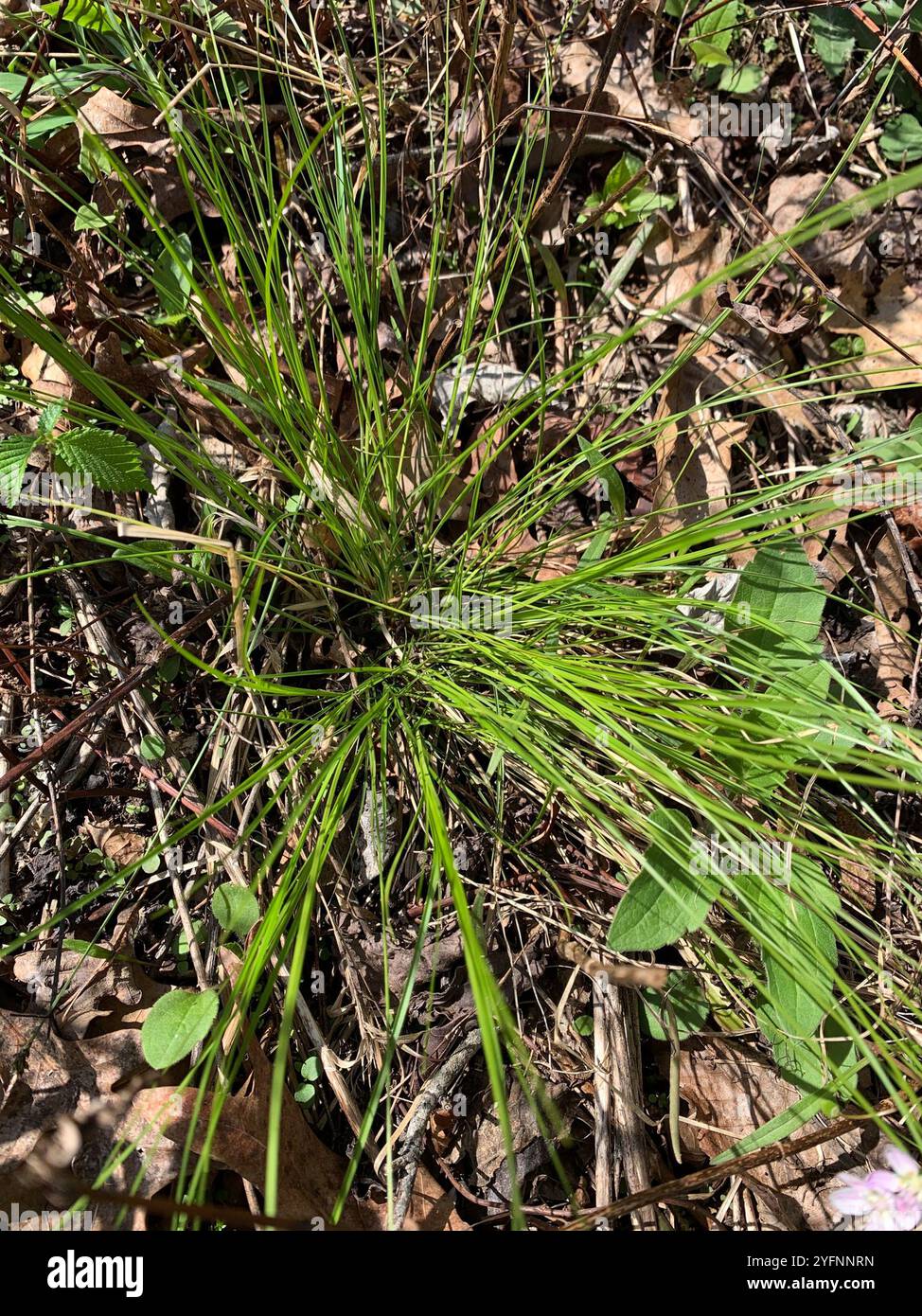 white-tinged sedge (Carex albicans Stock Photo - Alamy