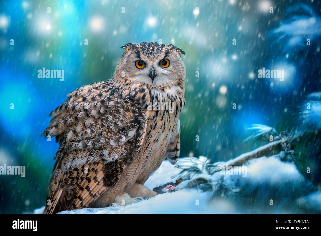 Snowy owl observing hi-res stock photography and images - Alamy
