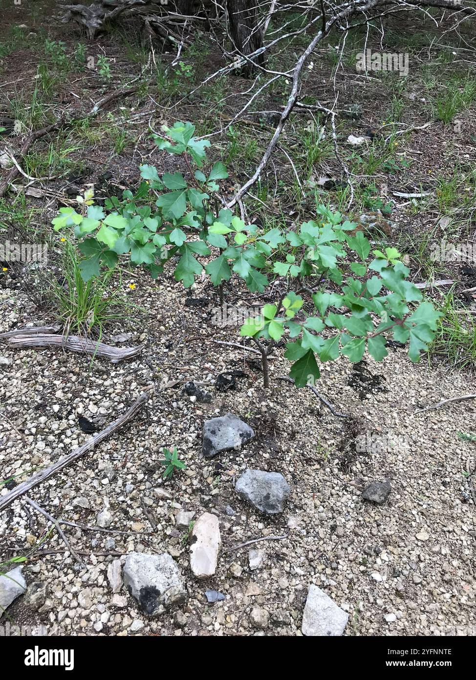 fragrant sumac (Rhus aromatica Stock Photo - Alamy