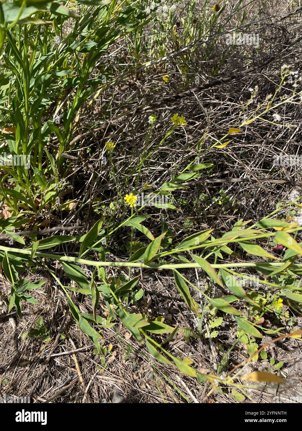 broadleaved pepperweed (Lepidium latifolium Stock Photo - Alamy