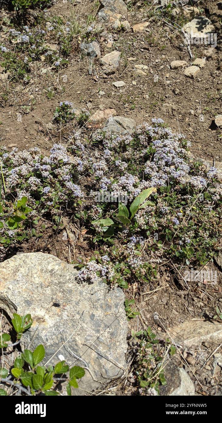 Mahala mat (Ceanothus prostratus Stock Photo - Alamy