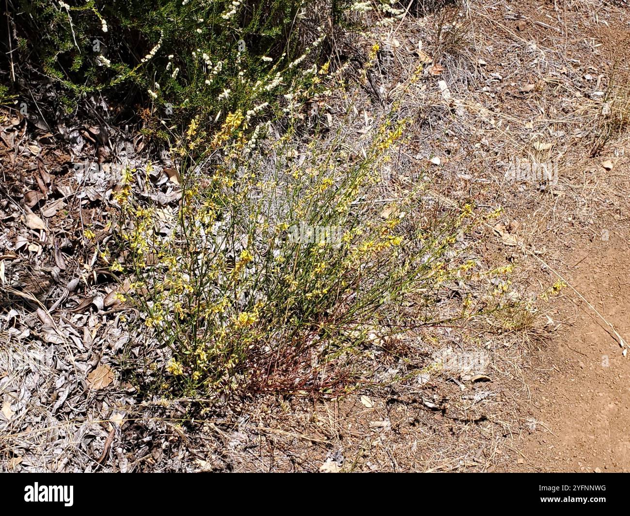 deerweed (Acmispon glaber Stock Photo - Alamy