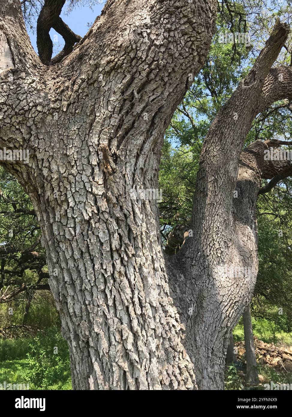 Texas live oak (Quercus fusiformis Stock Photo - Alamy