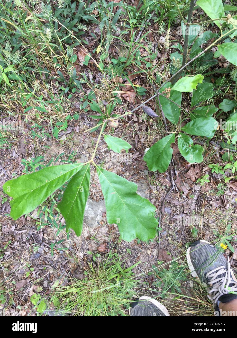 Fusiform Oak Apple Gall Wasp (Amphibolips acuminata Stock Photo - Alamy