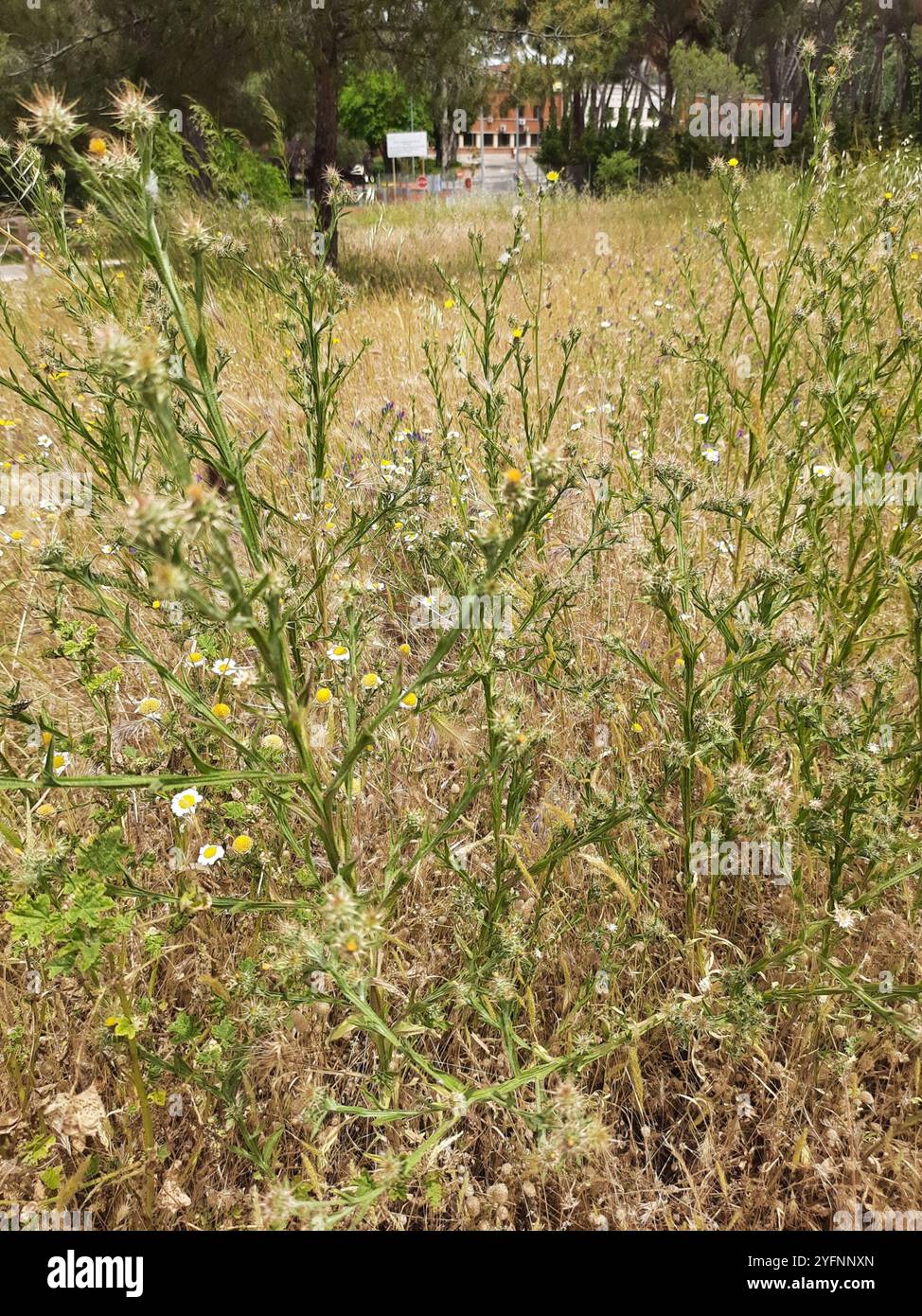 Maltese star-thistle (Centaurea melitensis Stock Photo - Alamy