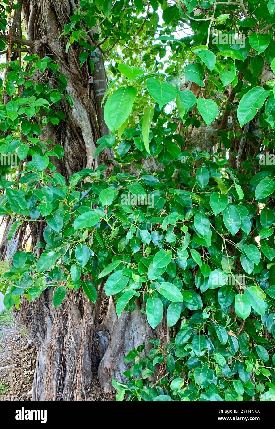 Ficus citrifolia hi-res stock photography and images - Alamy