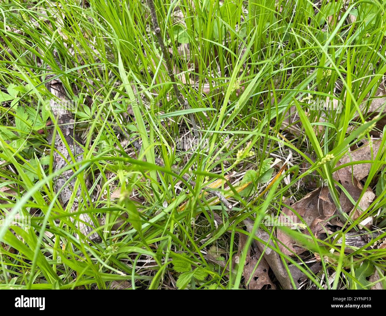 golden sedge (Carex aurea Stock Photo - Alamy